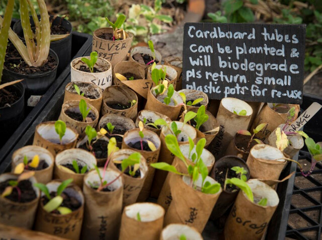 Cardboard Planters at Port Phillip Bay EcoCentre